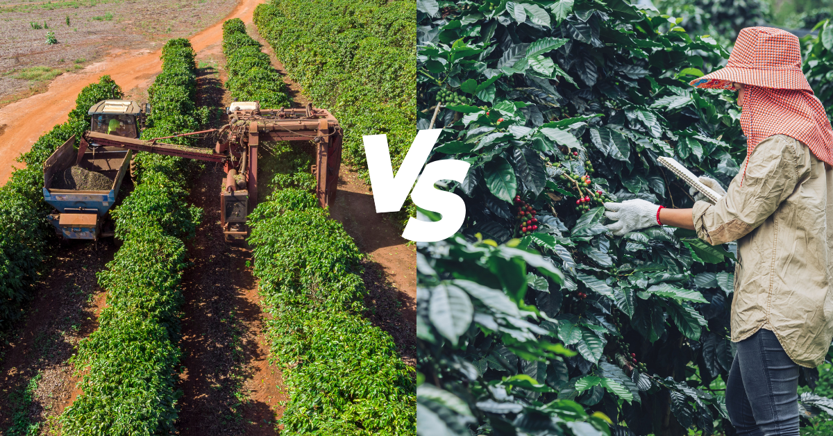 What Is The Difference Between Specialty and Commodity Coffee?