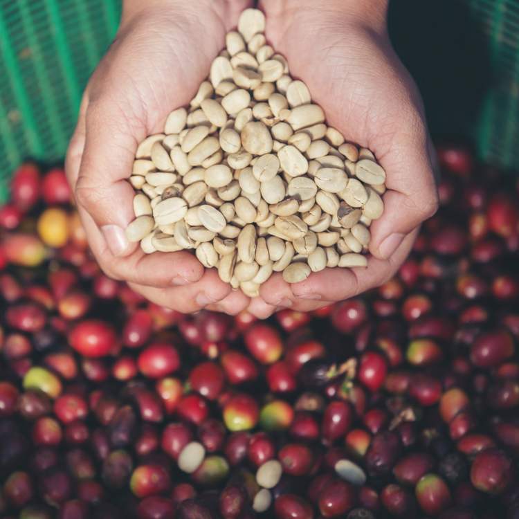 Jamaica Blue Mountain Green Coffee Beans | 33lb Barrel